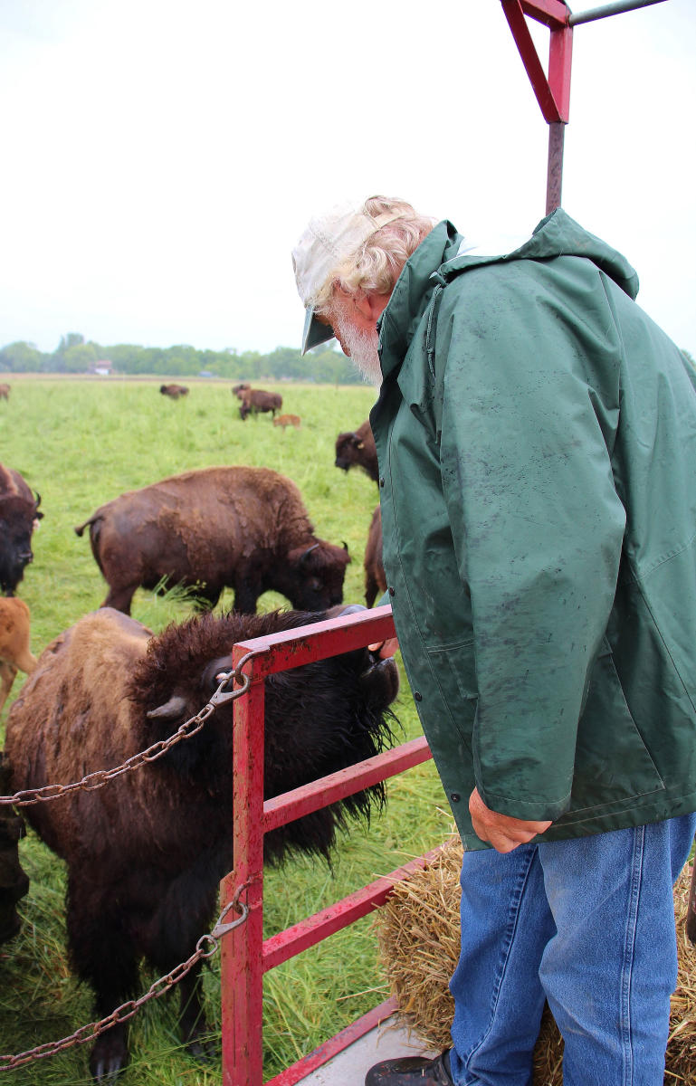 Broken Wagon Bison Tours: Unique Bison Farm Experience Near Indiana Dunes
