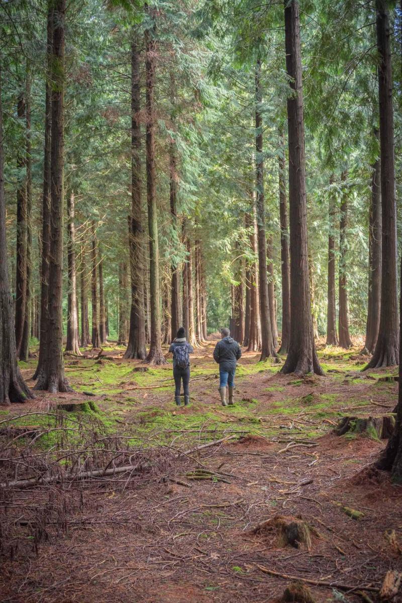 Top things to do in March in the New Forest