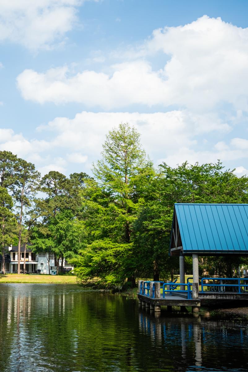 A Quick Guide to Trees in The Woodlands