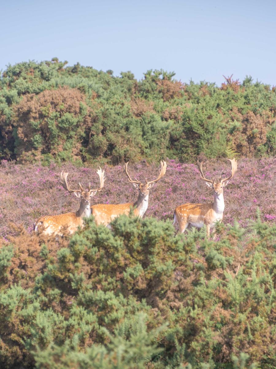 Hidden Corners of the New Forest
