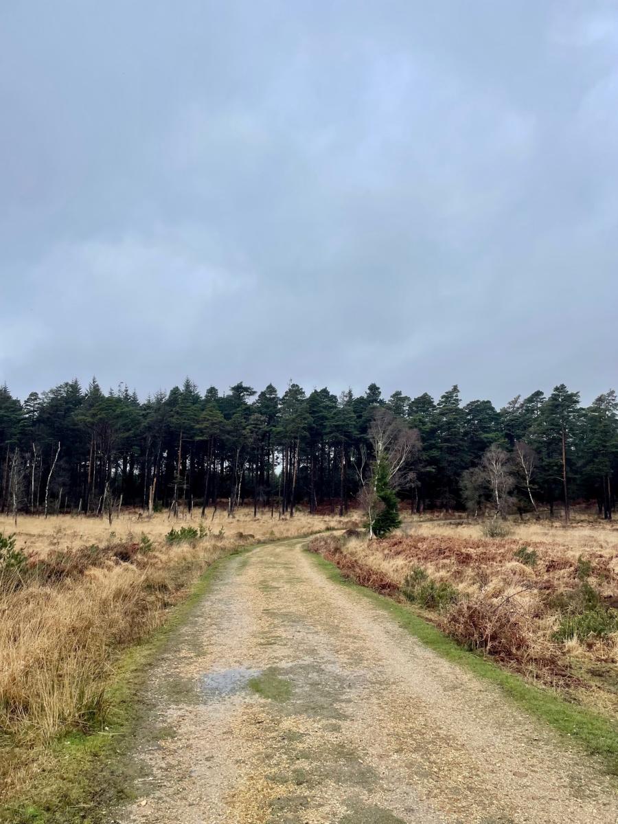 Hidden Corners of the New Forest