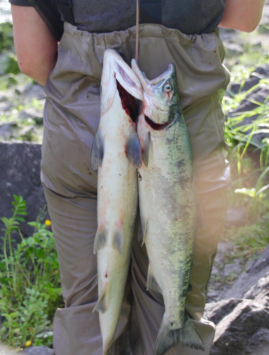 Fishing - Homer Chamber of Commerce and Visitor Center
