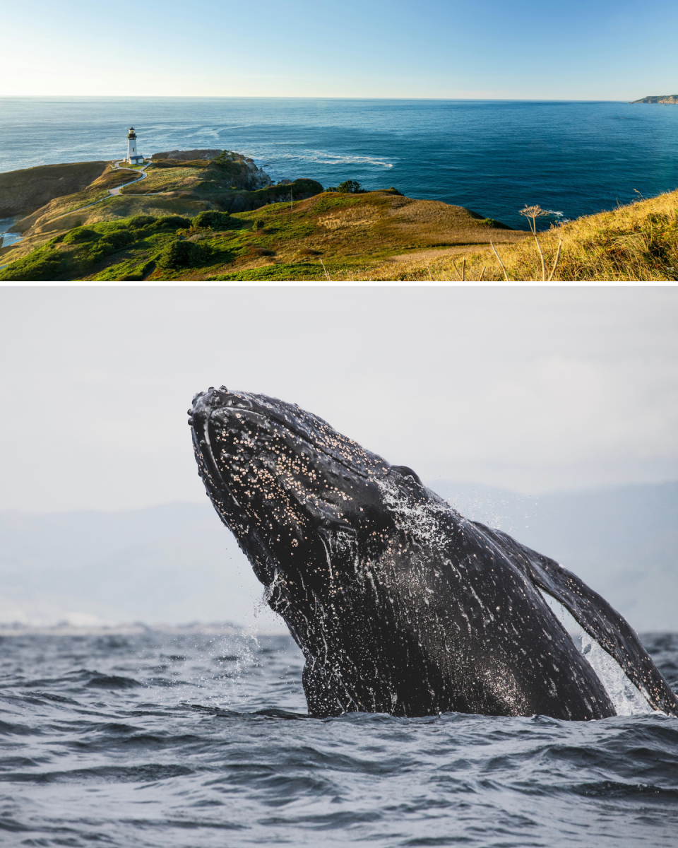 Oregon Coast & Crater Lake