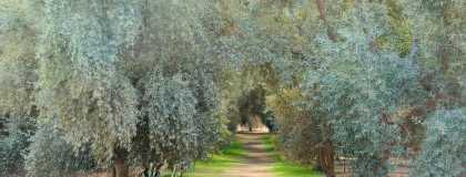 Temecula Olive Oil Company | Temecula, CA