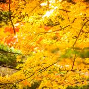 Fall Outdoor Activities Traverse City, MI | Autumn Things to Do