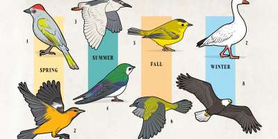 what do birds do during spring