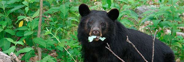 Places to Find Wildlife in Virginia - Virginia Is For Lovers