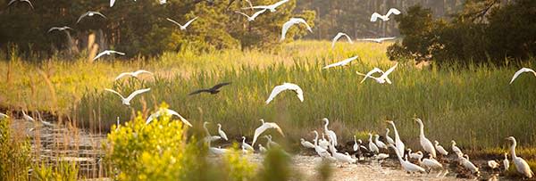 Places to Find Wildlife in Virginia - Virginia Is For Lovers