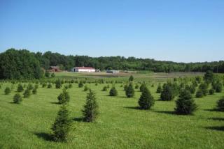 green trees farm