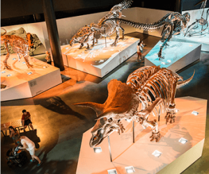 Bargain Shopping Harwin Drive | Harwin Central Market