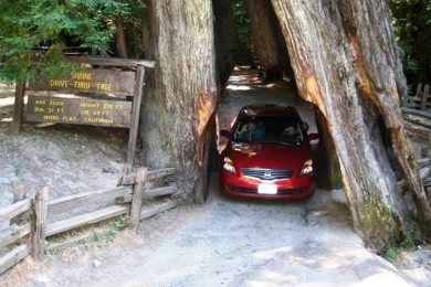 sequoia tree drive through