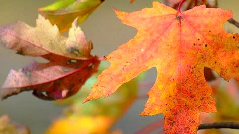 Fall Foliage in New York | Autumn Leaves, Scenic Drives