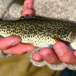 Oakridge Oregon | Official Visitor Information & Inspiration