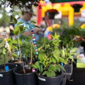The Botanic Garden at OSU | Visit Stillwater