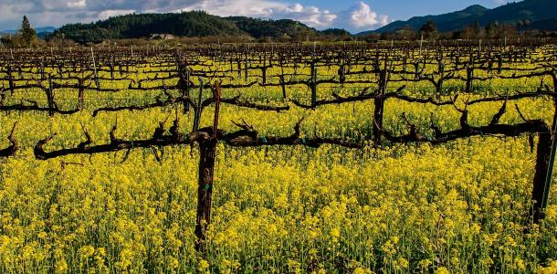 Napa Valley Wineries | Wine Tastings, Tours & Winery Map
