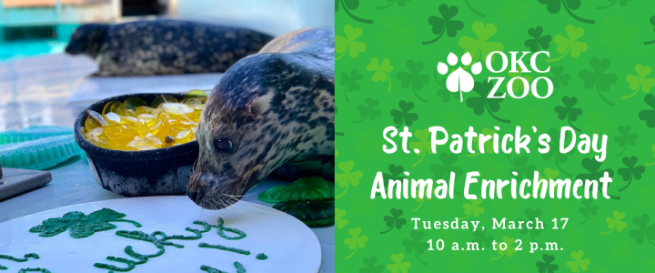 OKC ZOO HOSTS ST. PATRICK’S DAY-THEMED ANIMAL ENRICHMENT EVENT