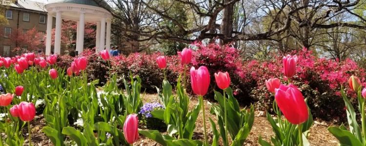 Why We Love Spring in Chapel Hill and Orange County