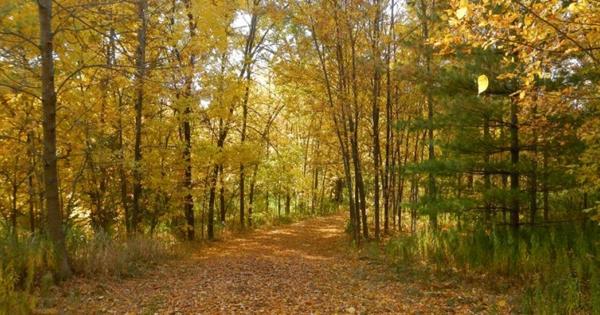 Your 2025 Guide to Fall Colors in Green Bay | Discover Green Bay