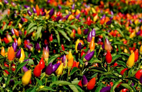 Museums & History - Visit Las Cruces, New Mexico