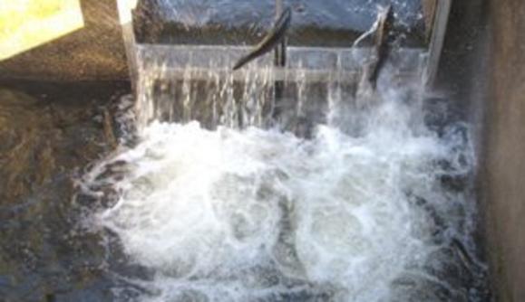 solomon fish hatchery