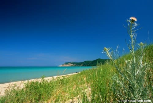 Dunes & Blooms on Lake Michigan
