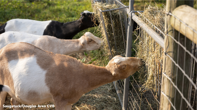 The Ultimate West Michigan Stay-Cation (Spring Break)