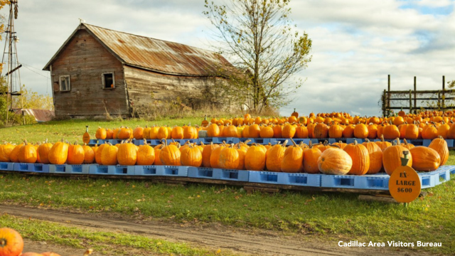 Celebrate the Fall Harvest!