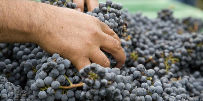 Napa Valley Harvest | Celebrate the Grape