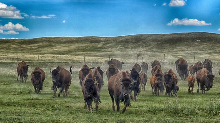 bigelow fields bison ranch