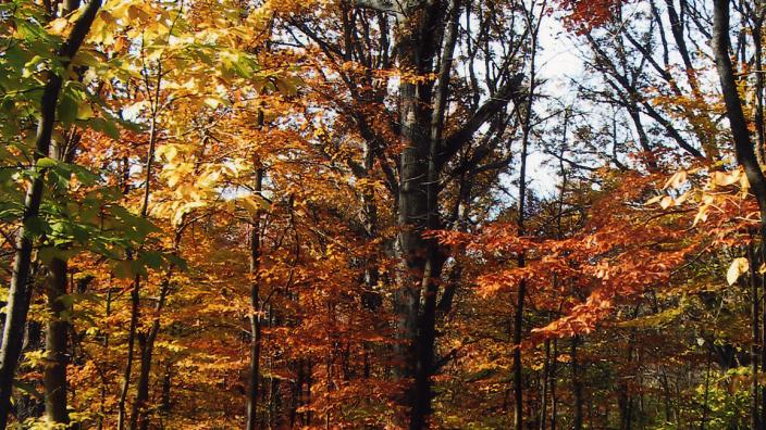 beech tree park sharon