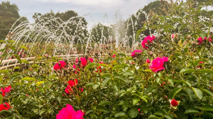 Rose Christopher Columbus