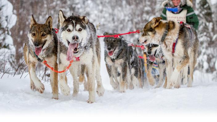 dog sled races coloring pages