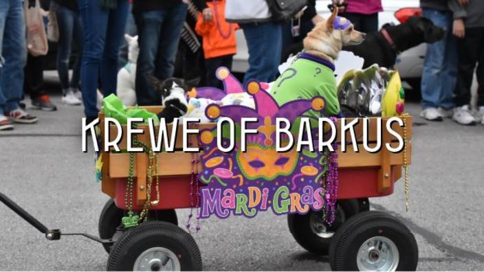 krewe of barkus mckinney