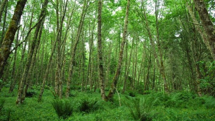 Pack Forest Warrensburg Ny Trail Map