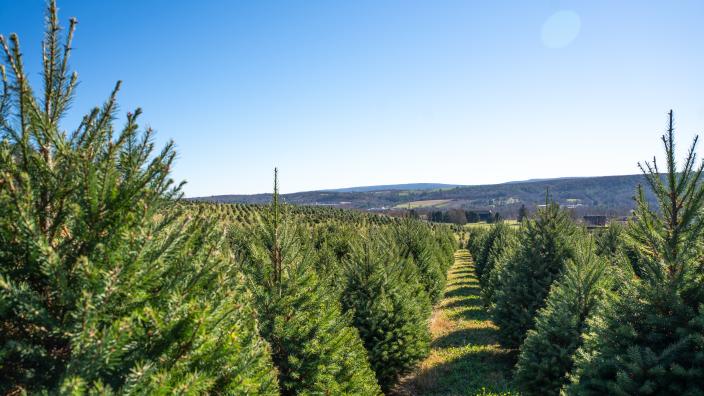 per tree farm
