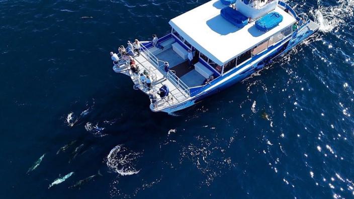 dana wharf promo code