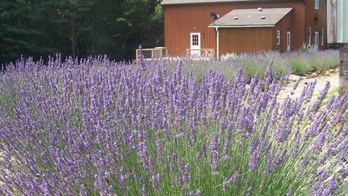 beagle ridge lavender