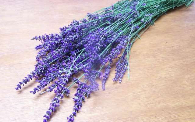 beagle ridge lavender