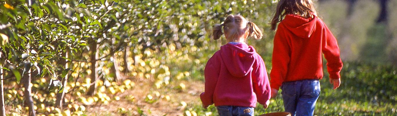 fall orchard activities