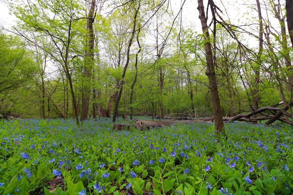 Best Hiking Trails to See the Wildflowers of Pennsylvania