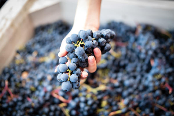 2022 Harvest Grape Stomping and Hands-on Tours | The Visit Napa Valley Blog