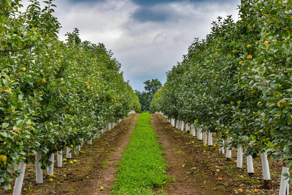 Pick Your Own Apple Orchards in PA