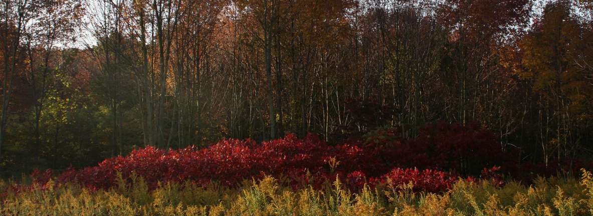 Pinhook Bog | Indiana Dunes National Park