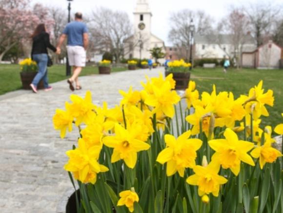 Daffodil Days | Discover Newport, Rhode Island
