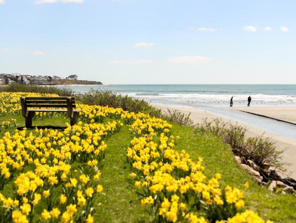 Daffodil Days | Discover Newport, Rhode Island