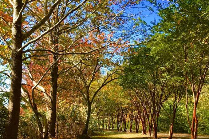Fall Foliage in Chesapeake VA | Autumn Colors & Hikes