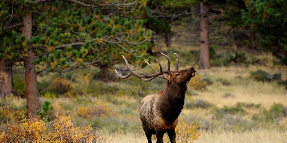 Autumn in Estes Park | Colorado's Best Fall Getaways