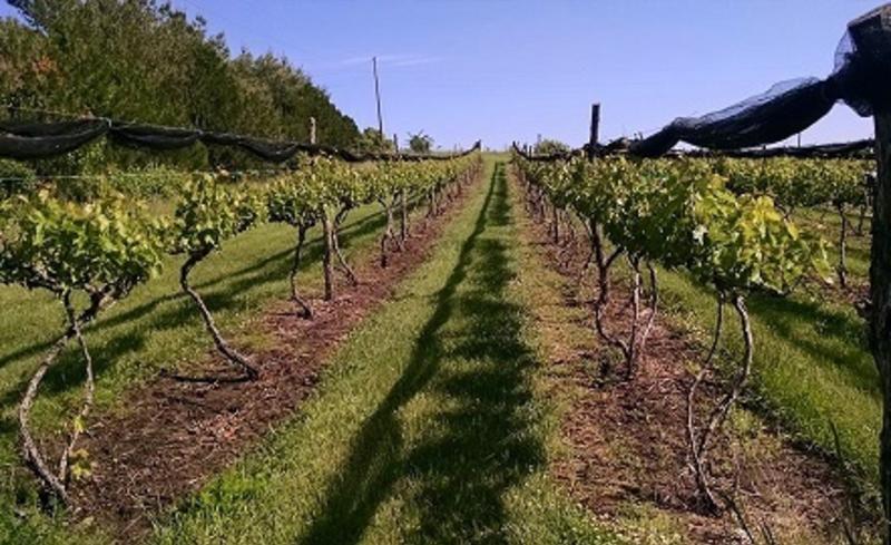 15 Last Minute Places To Grab Your Mother's Day Gift