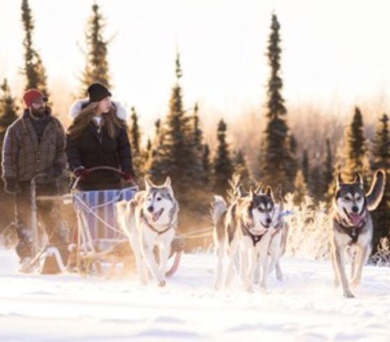 panic eskimo sled dog