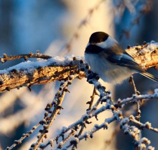 Explore Fairbanks, Alaska | Aurora Borealis, Midnight Sun